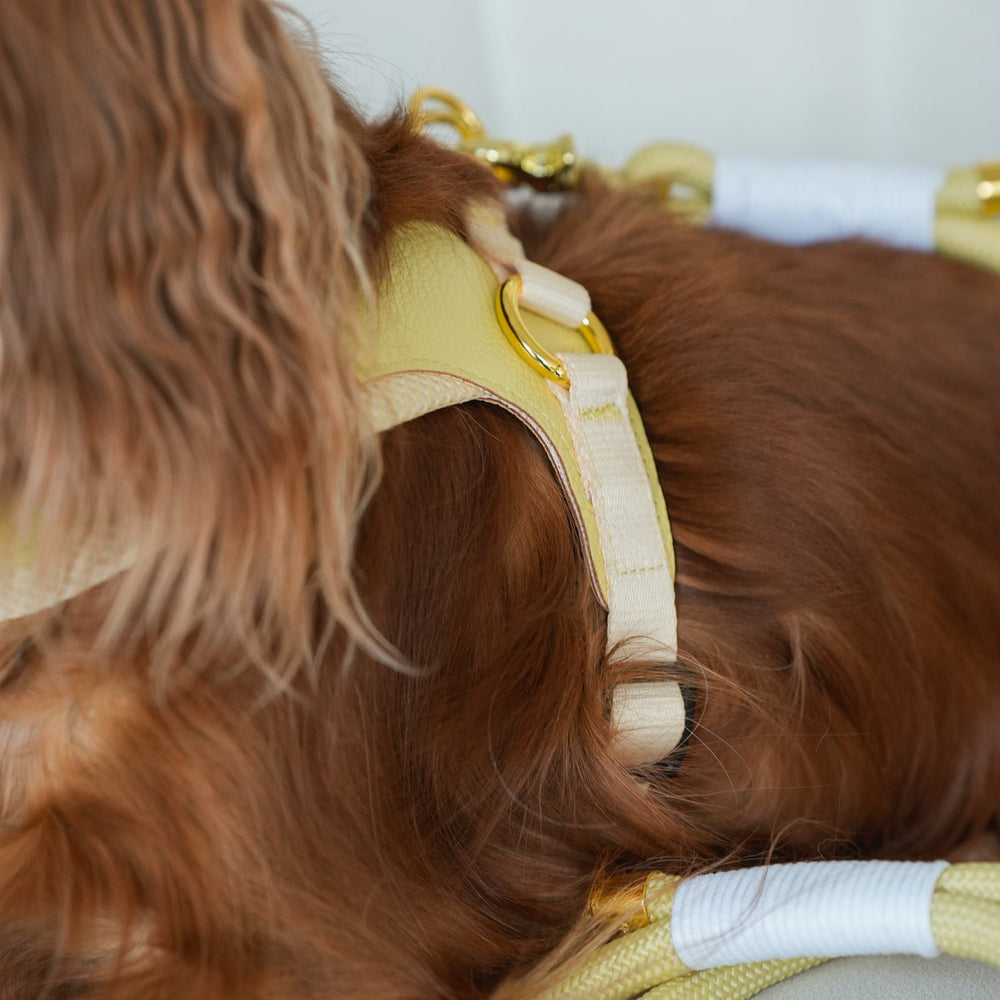 DOG HARNESS BUNDLE - EASY-O STEP IN HARNESS BUTTER YELLOW